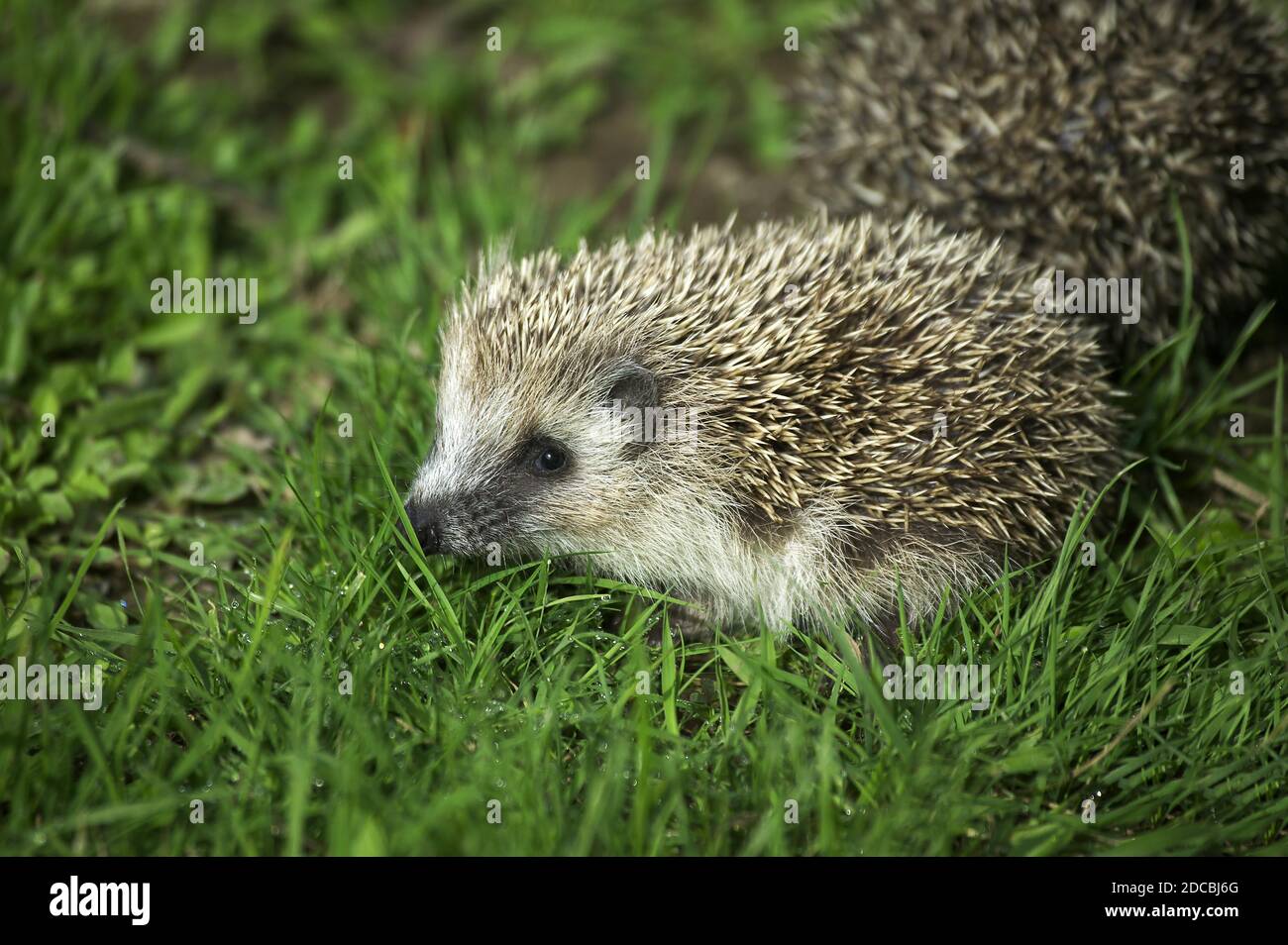 EUROPEAN HEDGEHOG erinaceus europaeus, YOUNG STANDING ON GRASS Stock ...