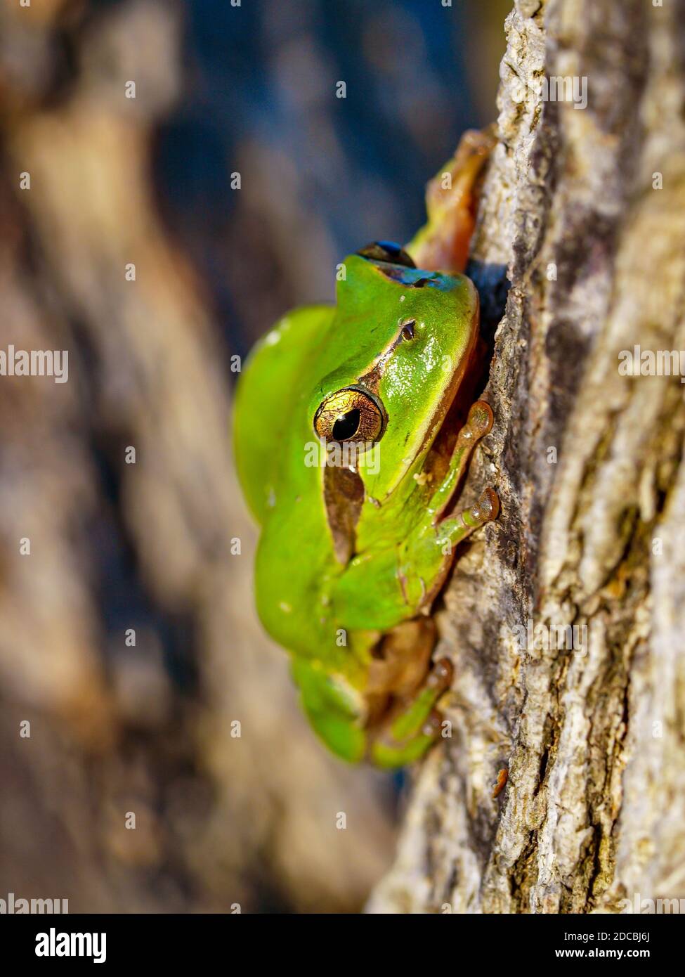 mediterranean tree frog, hyla meridionalis in spain Stock Photo - Alamy