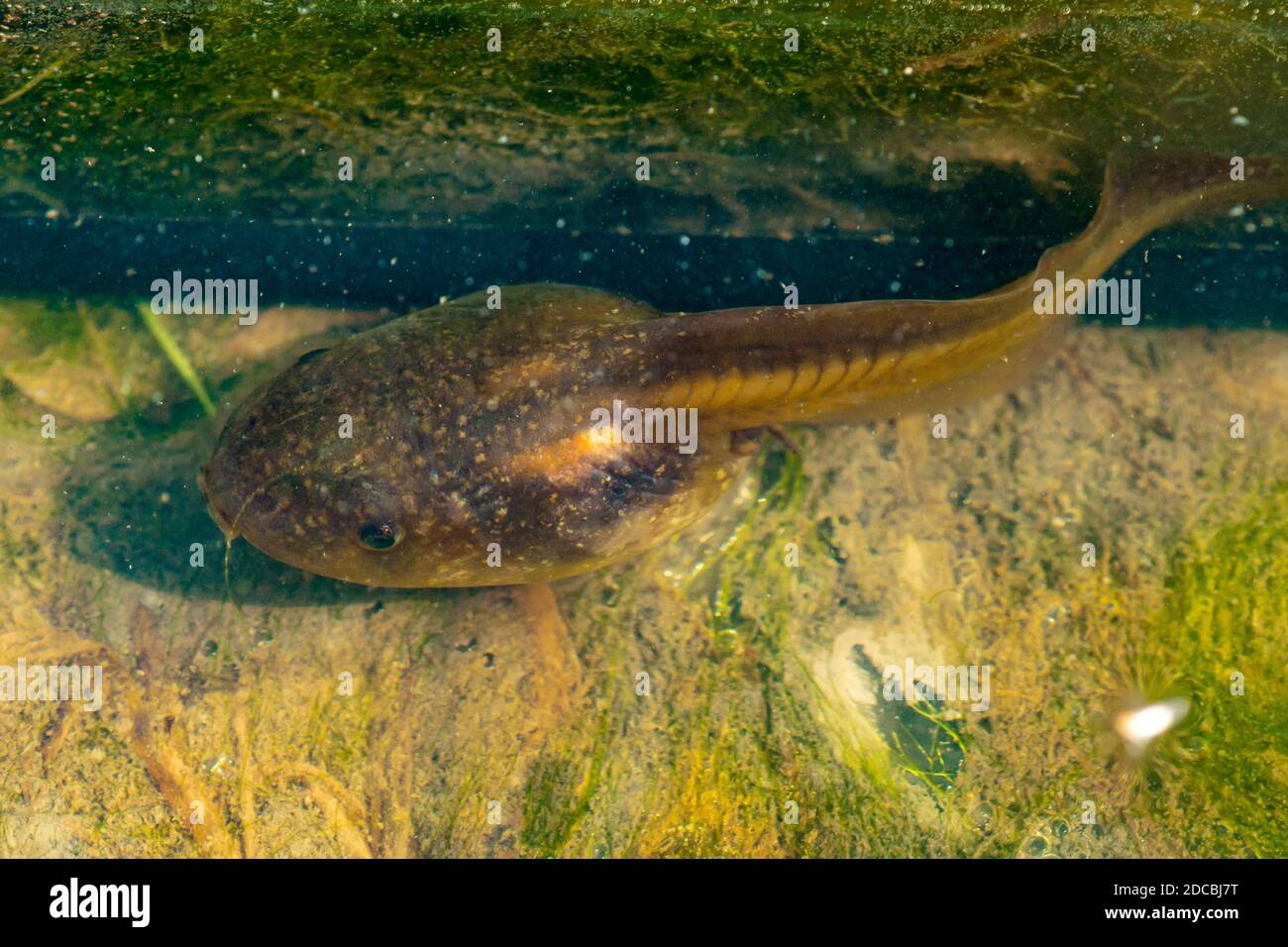 common Eurasian spadefoot toad (Pelobates fuscus Stock Photo - Alamy