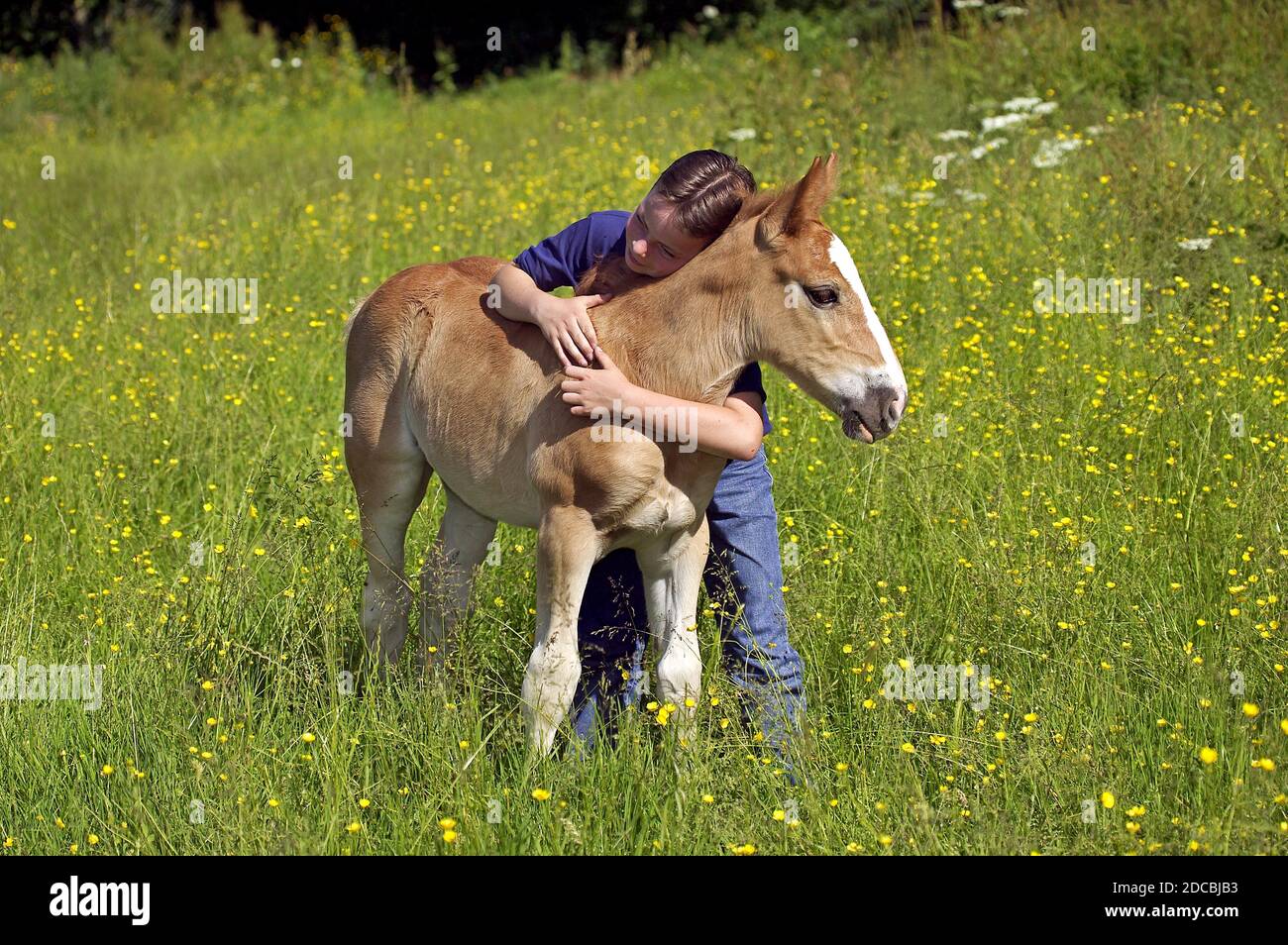 BOY WITH NORMAN COB'S FOAL Stock Photo - Alamy