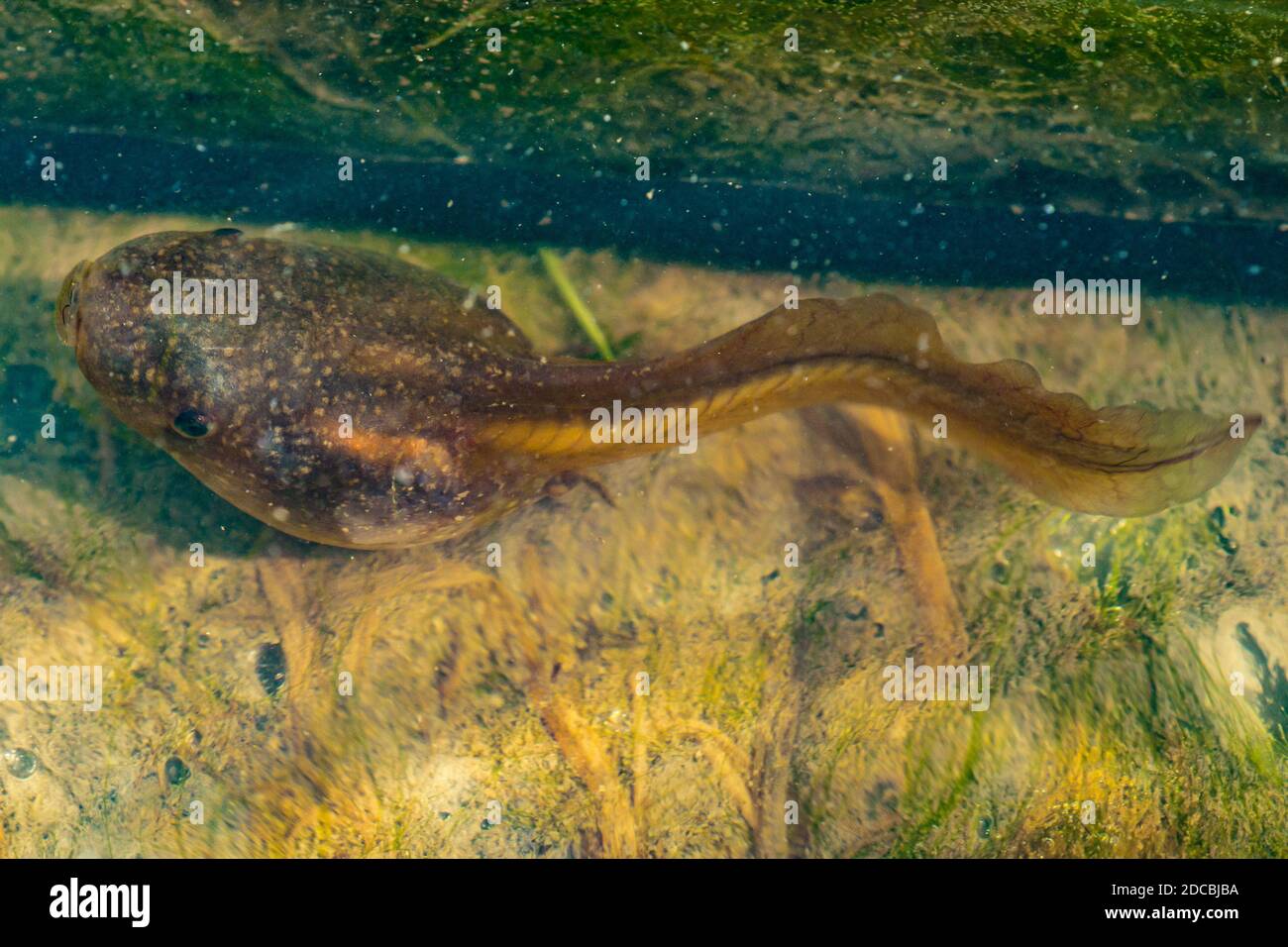 common Eurasian spadefoot toad (Pelobates fuscus Stock Photo - Alamy