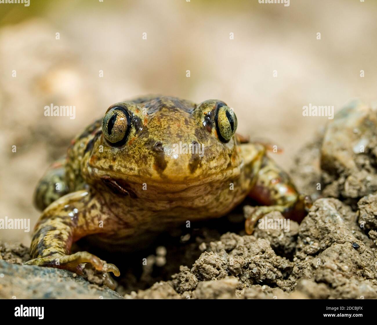 common Eurasian spadefoot toad (Pelobates fuscus Stock Photo - Alamy