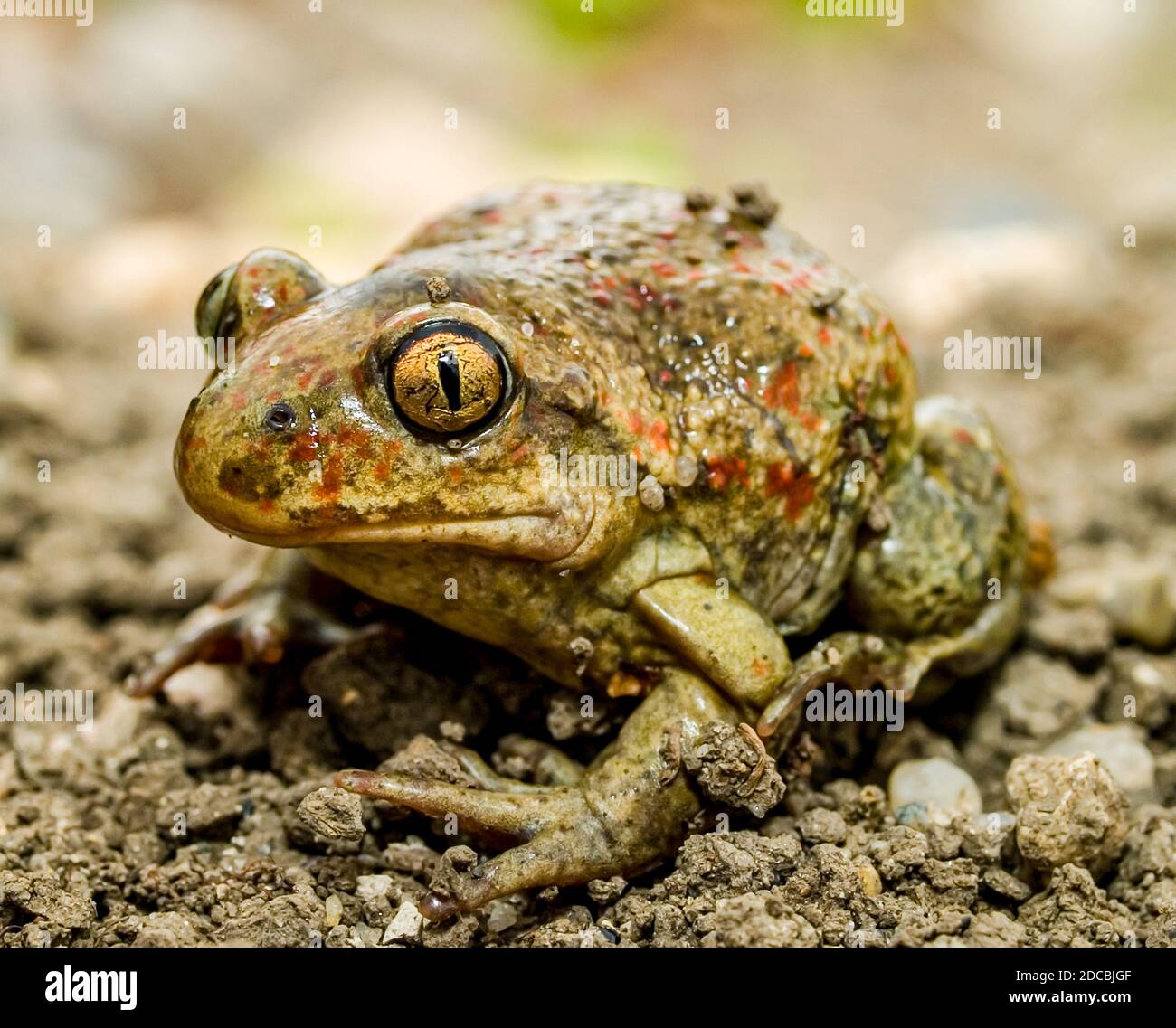 common Eurasian spadefoot toad (Pelobates fuscus Stock Photo - Alamy