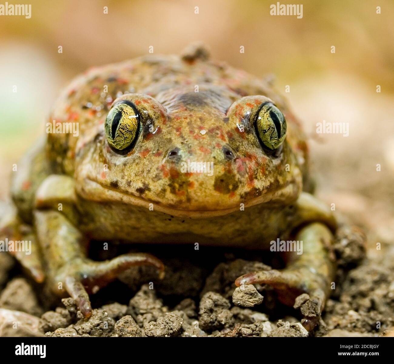 common Eurasian spadefoot toad (Pelobates fuscus Stock Photo - Alamy