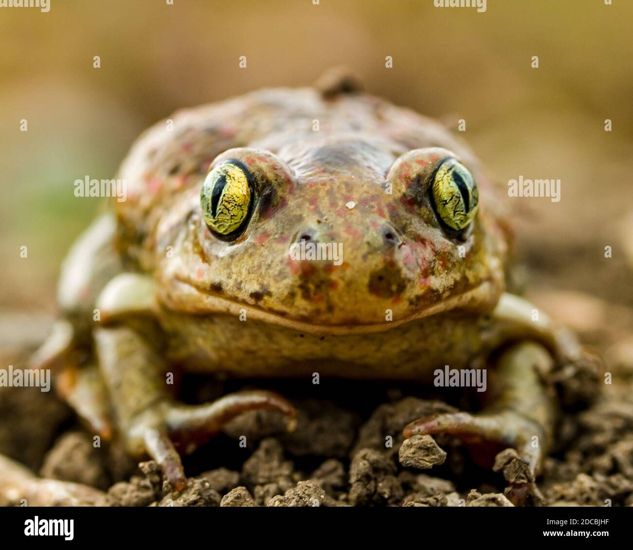 common Eurasian spadefoot toad (Pelobates fuscus Stock Photo - Alamy
