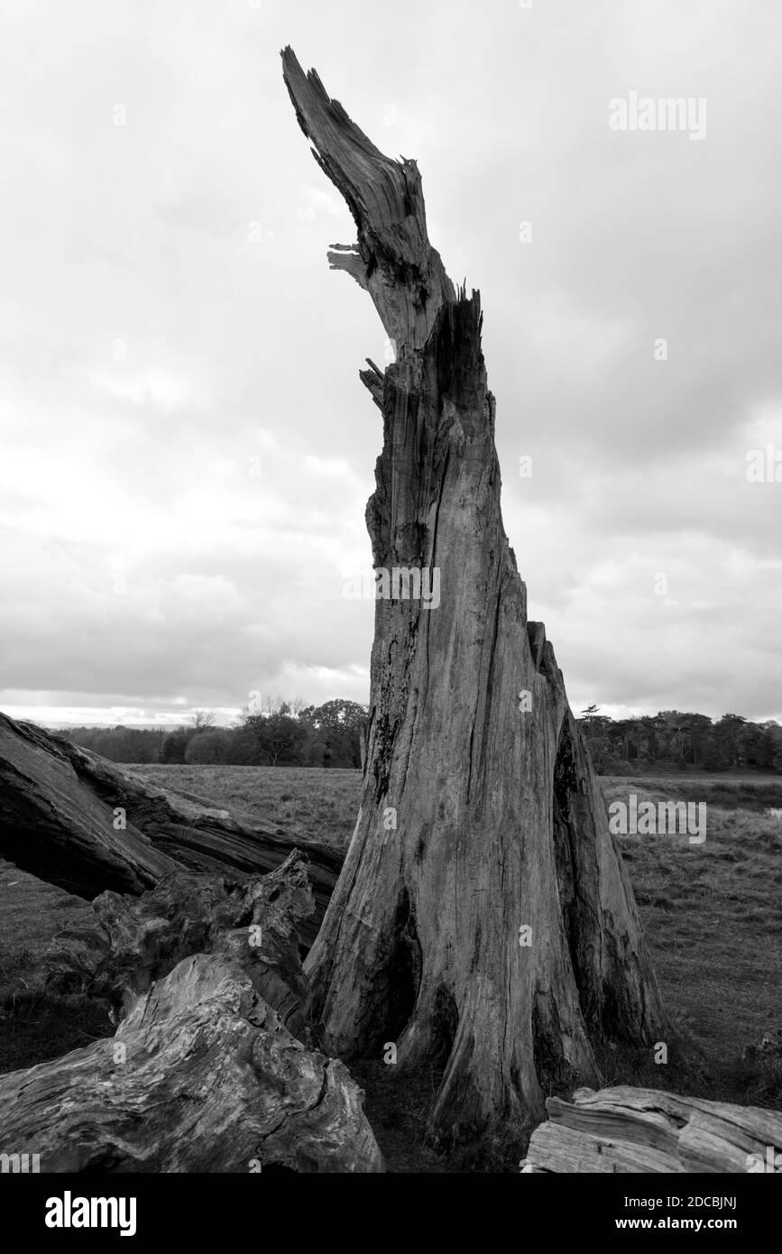 black and white image of one dramatic dead tree trunk standing tall, in ...