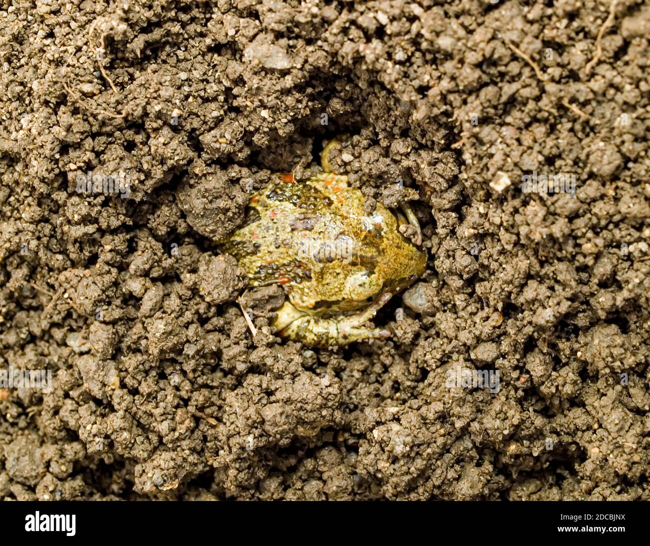 common Eurasian spadefoot toad (Pelobates fuscus Stock Photo - Alamy