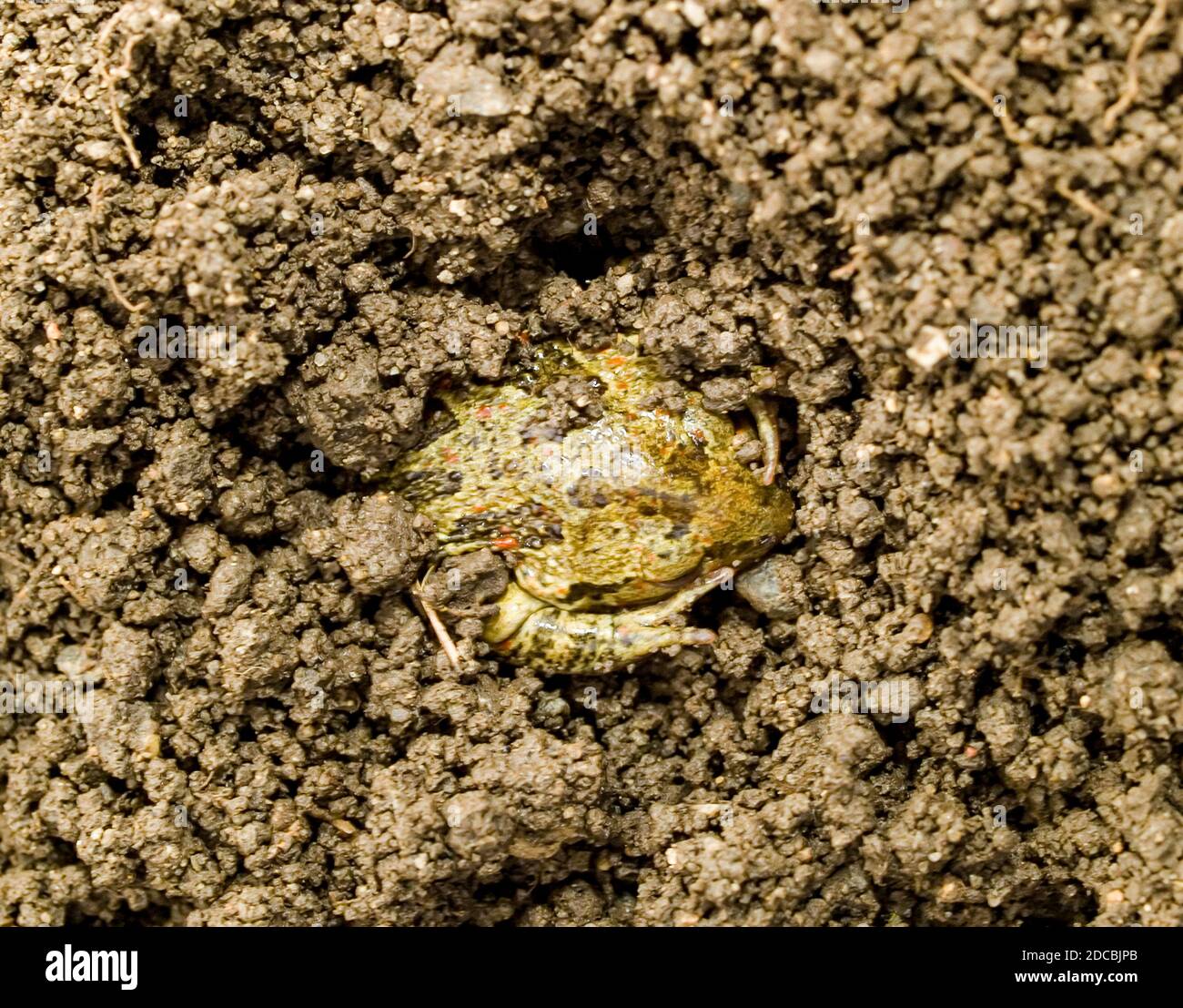 common Eurasian spadefoot toad (Pelobates fuscus Stock Photo - Alamy