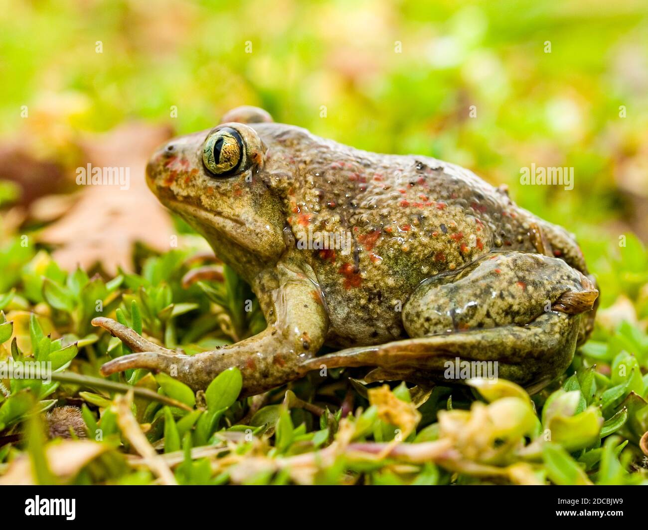 common Eurasian spadefoot toad (Pelobates fuscus Stock Photo - Alamy