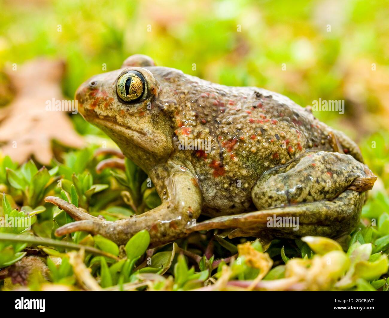 common Eurasian spadefoot toad (Pelobates fuscus Stock Photo - Alamy