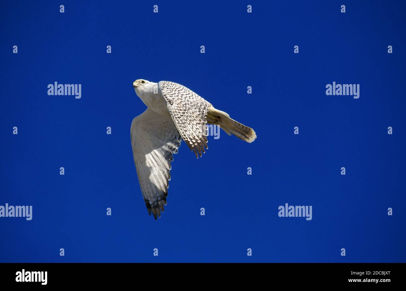 GYRFALCON falco rusticolus, ADULT IN FLIGHT, CANADA Stock Photo - Alamy