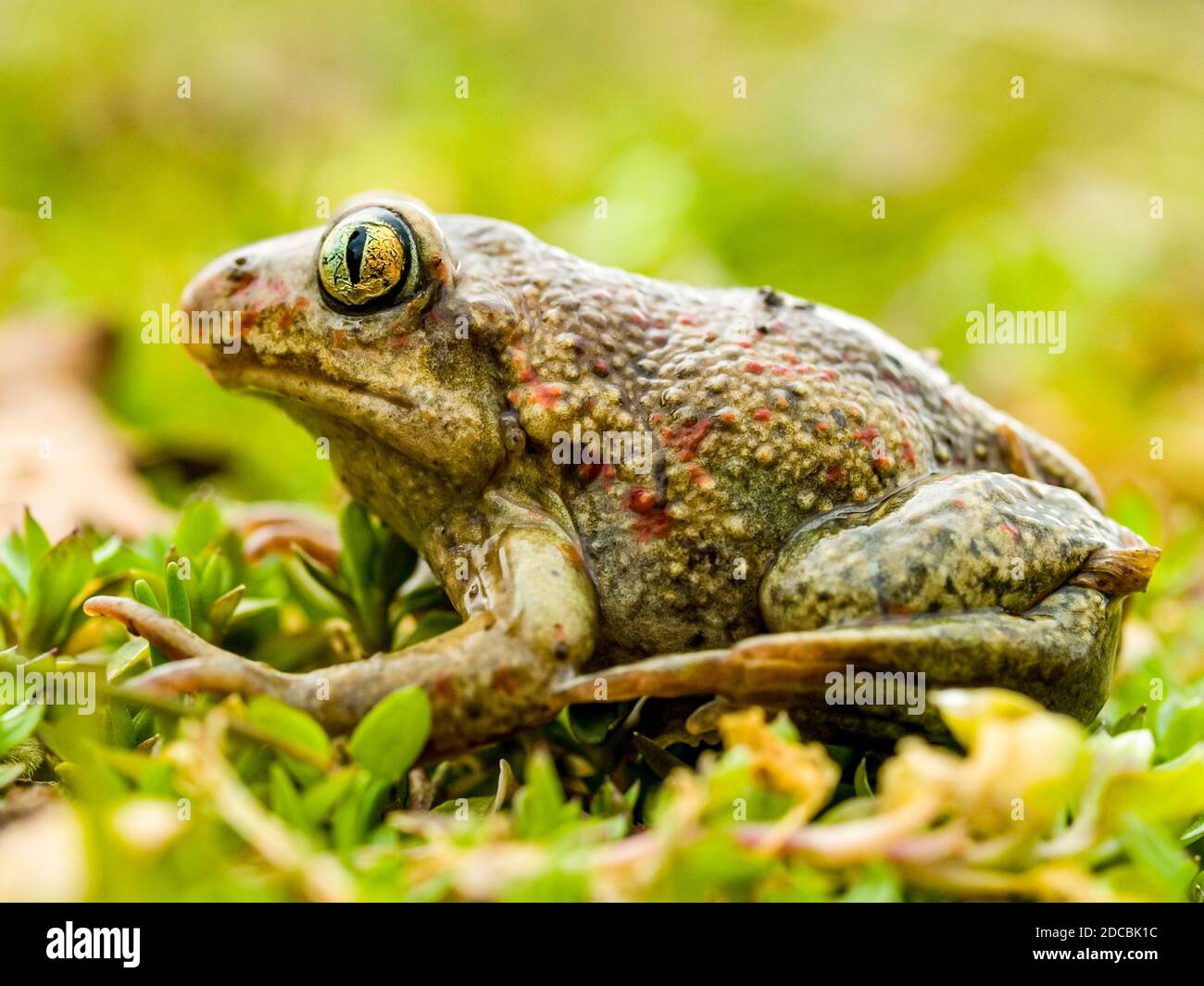 common Eurasian spadefoot toad (Pelobates fuscus Stock Photo - Alamy