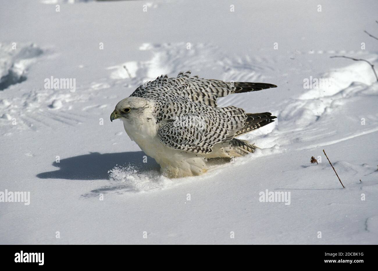 GYRFALCON falco rusticolus, ADULT STANDING IN SNOW, CANADA Stock Photo ...