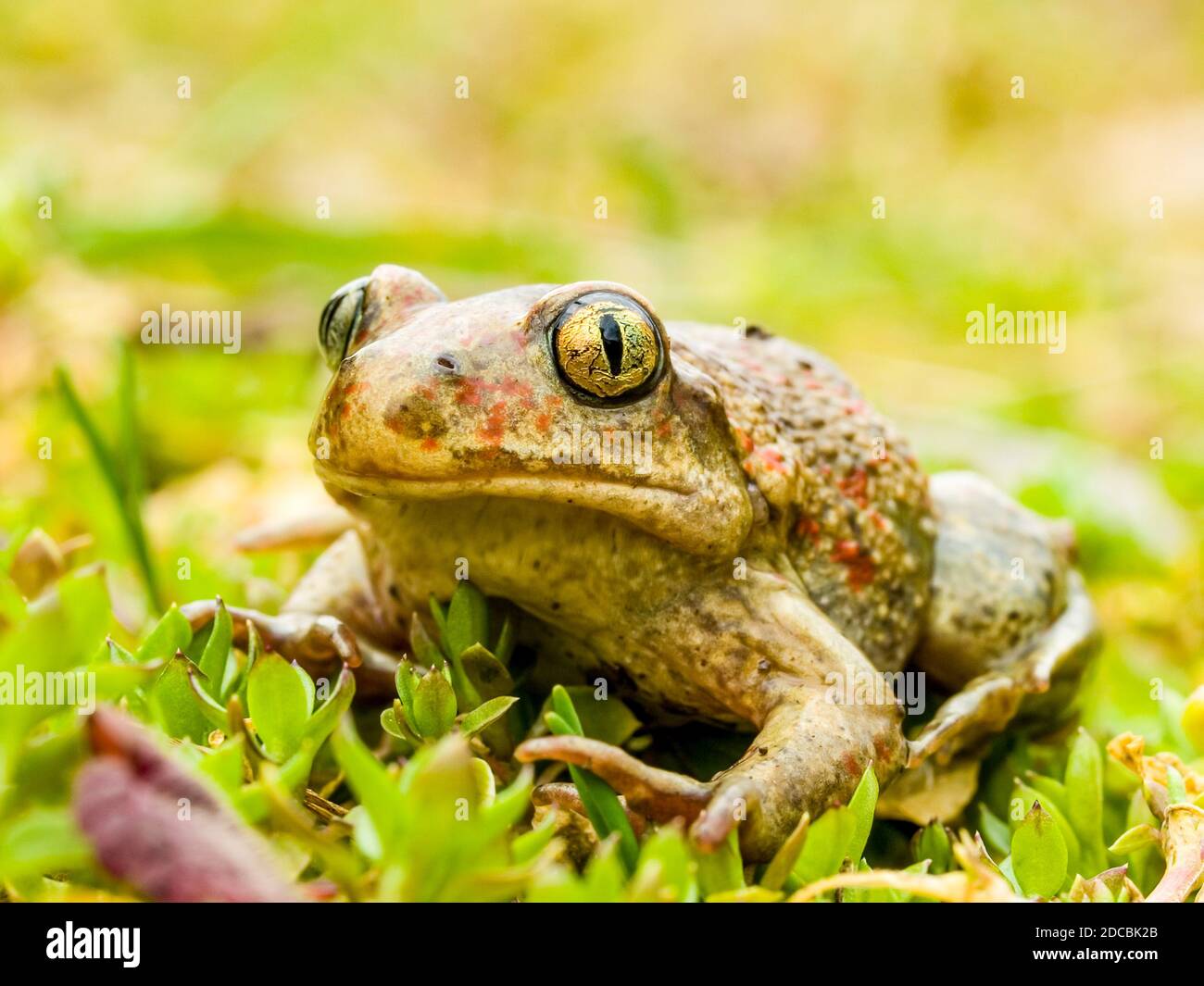 common Eurasian spadefoot toad (Pelobates fuscus Stock Photo - Alamy