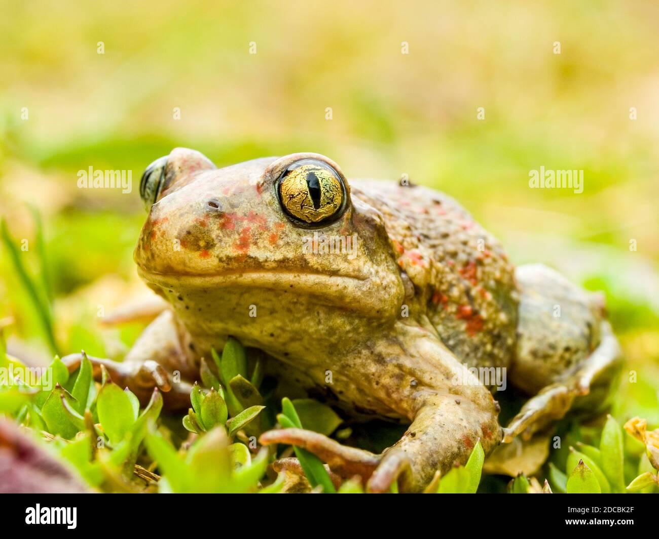 common Eurasian spadefoot toad (Pelobates fuscus Stock Photo - Alamy