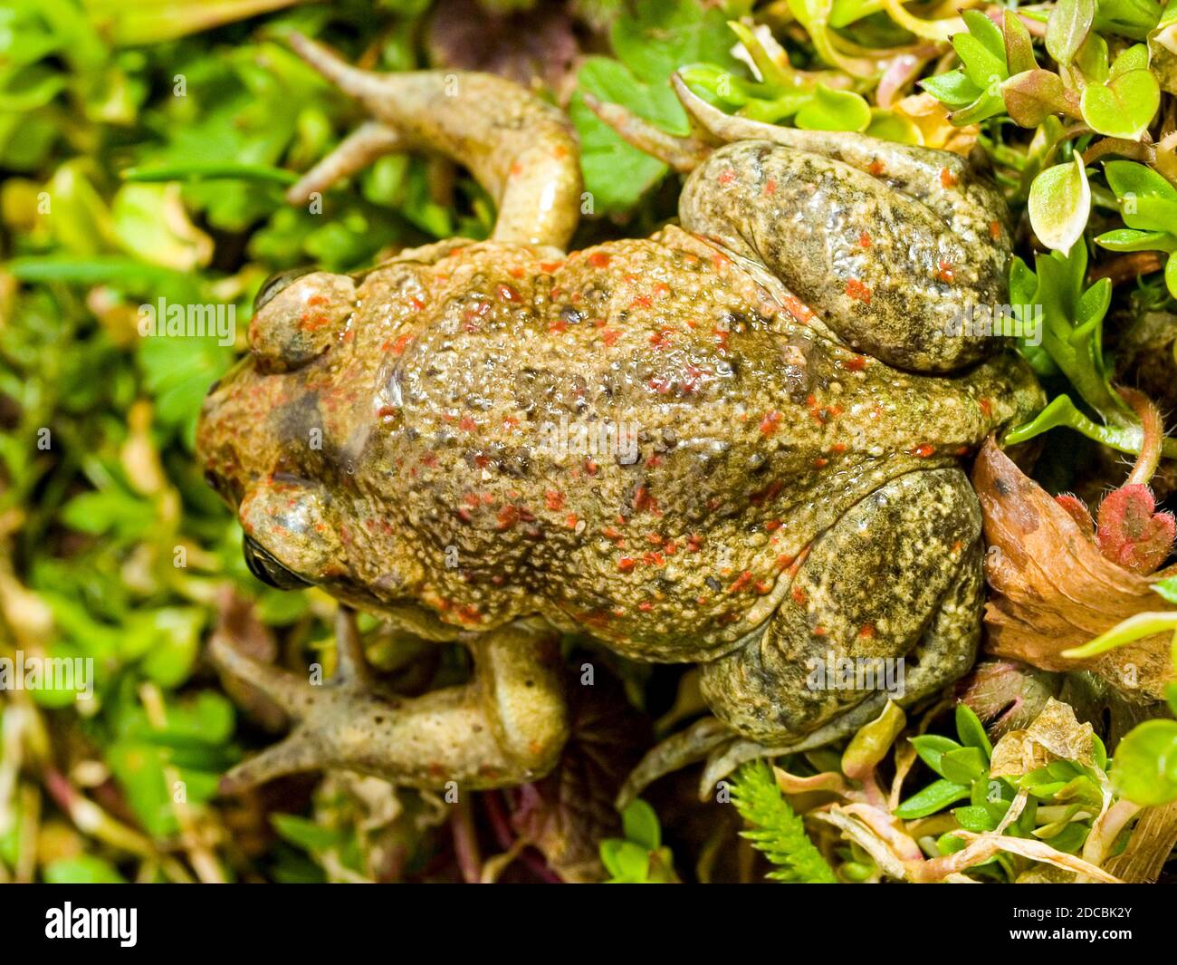 common Eurasian spadefoot toad (Pelobates fuscus Stock Photo - Alamy
