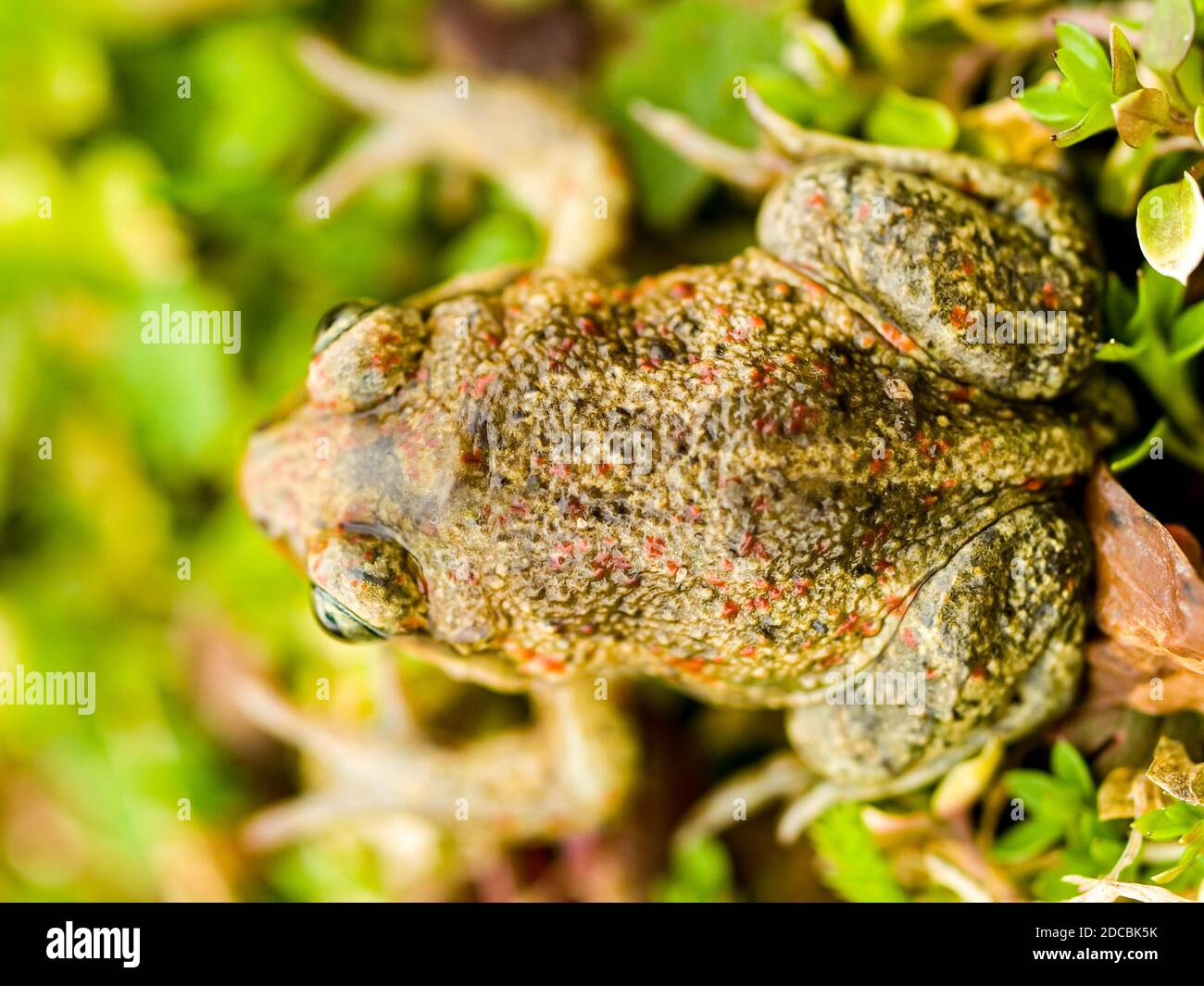 common Eurasian spadefoot toad (Pelobates fuscus Stock Photo - Alamy
