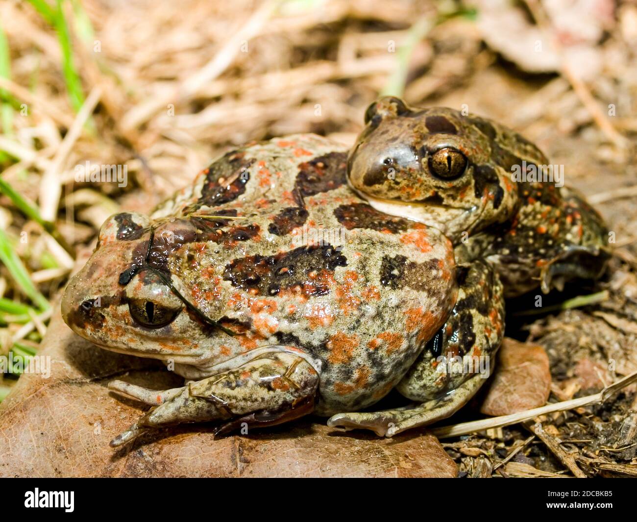 common Eurasian spadefoot toad (Pelobates fuscus Stock Photo - Alamy