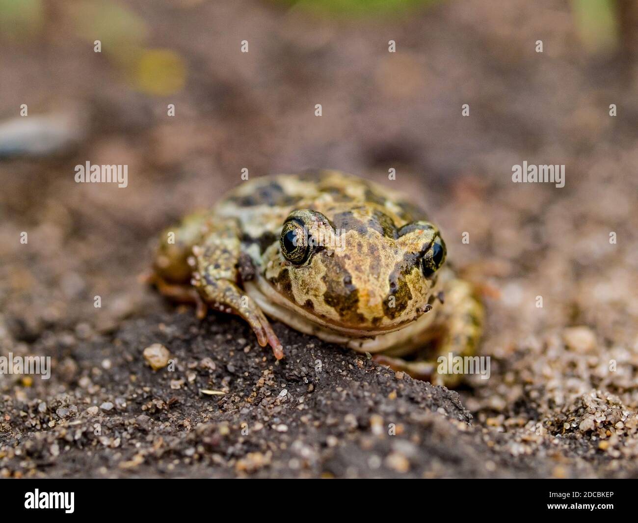 common Eurasian spadefoot toad (Pelobates fuscus Stock Photo - Alamy