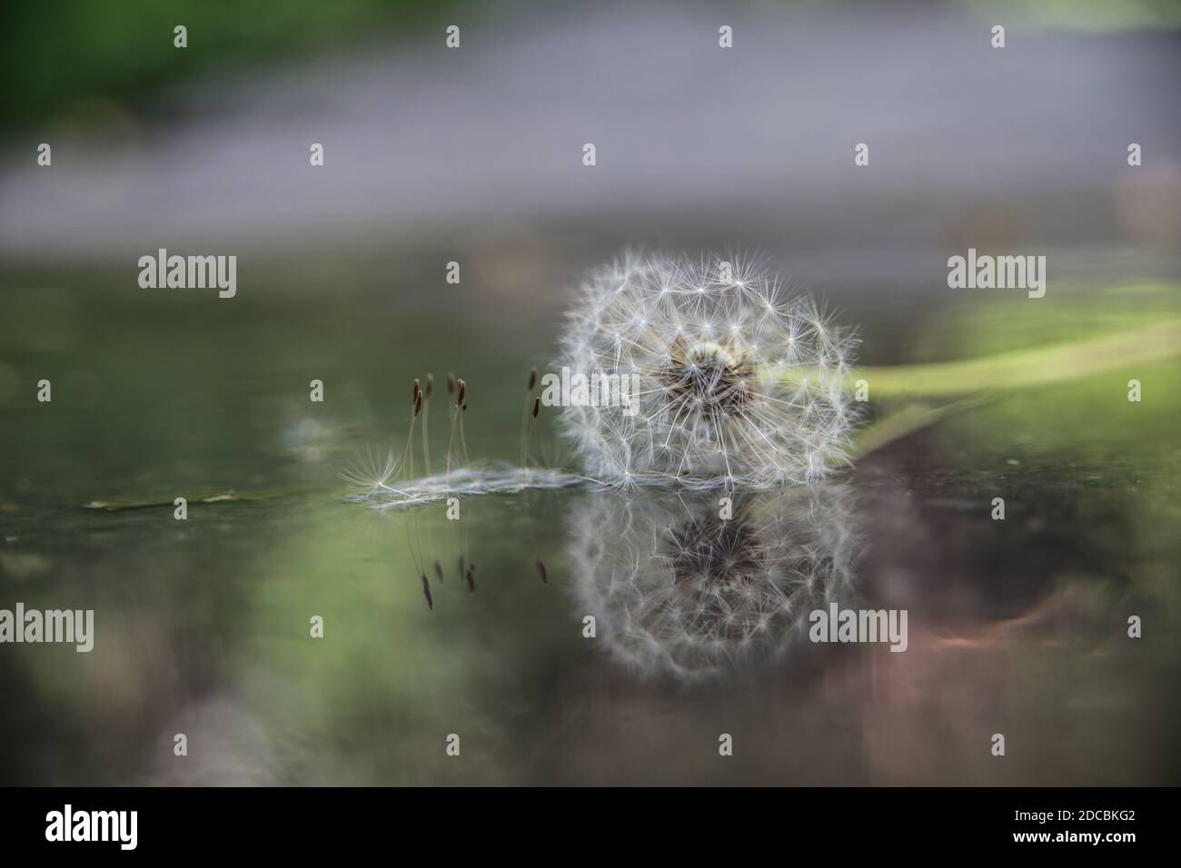 Beautiful dandelion - flower reflection in water Stock Photo - Alamy