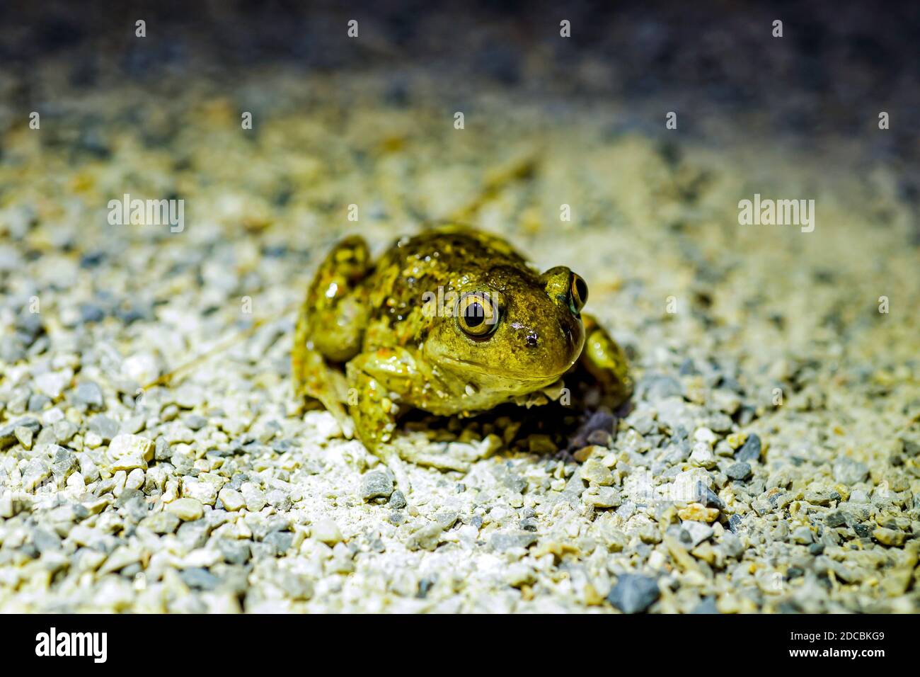 common Eurasian spadefoot toad (Pelobates fuscus Stock Photo - Alamy