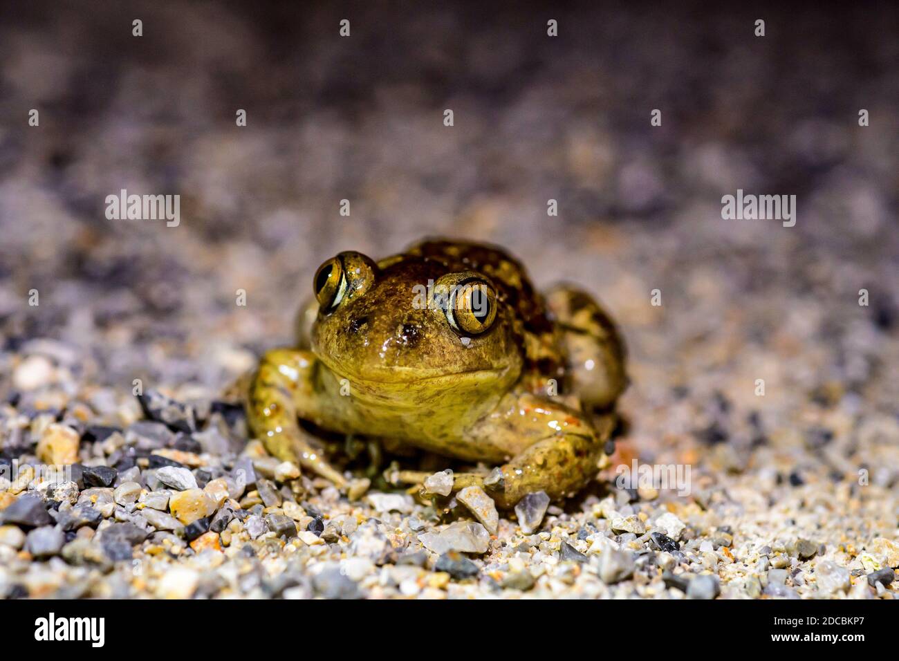common Eurasian spadefoot toad (Pelobates fuscus Stock Photo - Alamy