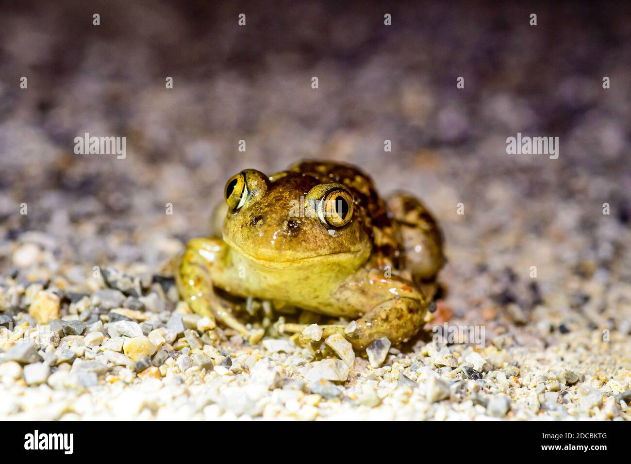 Spadefoot tadpole hi-res stock photography and images - Alamy Spadefoot tadpole hi-res stock photography and images - Alamy