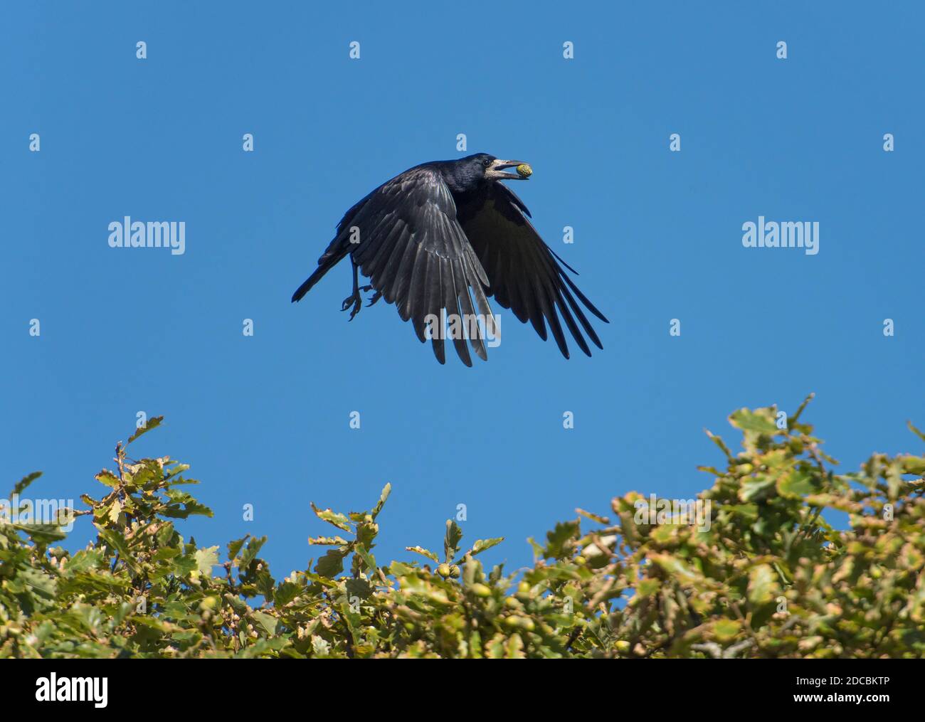 Rook, Corvus frugilegus, in flight, with acorn, against plain blue sky ...