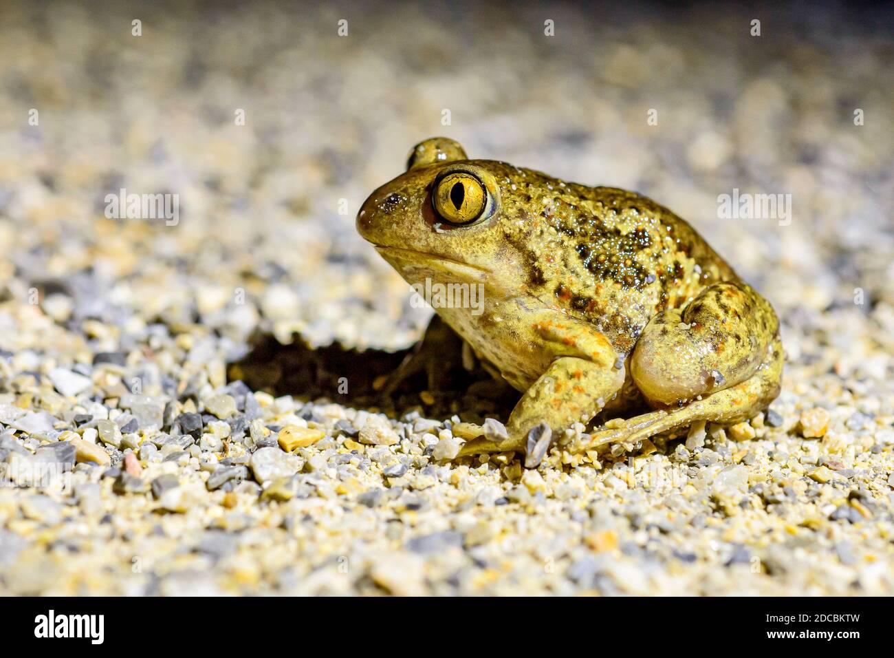 common Eurasian spadefoot toad (Pelobates fuscus Stock Photo - Alamy