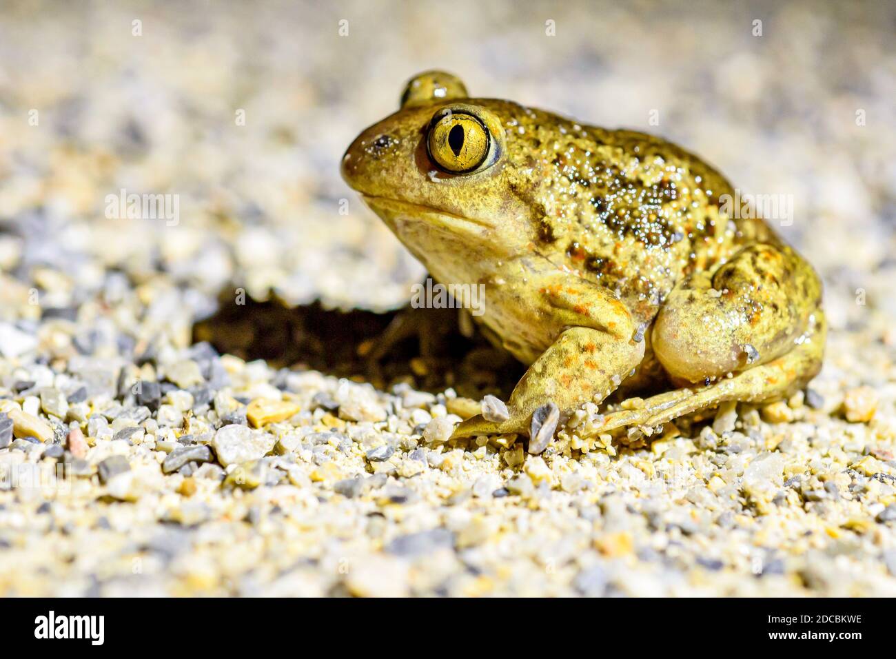 common Eurasian spadefoot toad (Pelobates fuscus Stock Photo - Alamy
