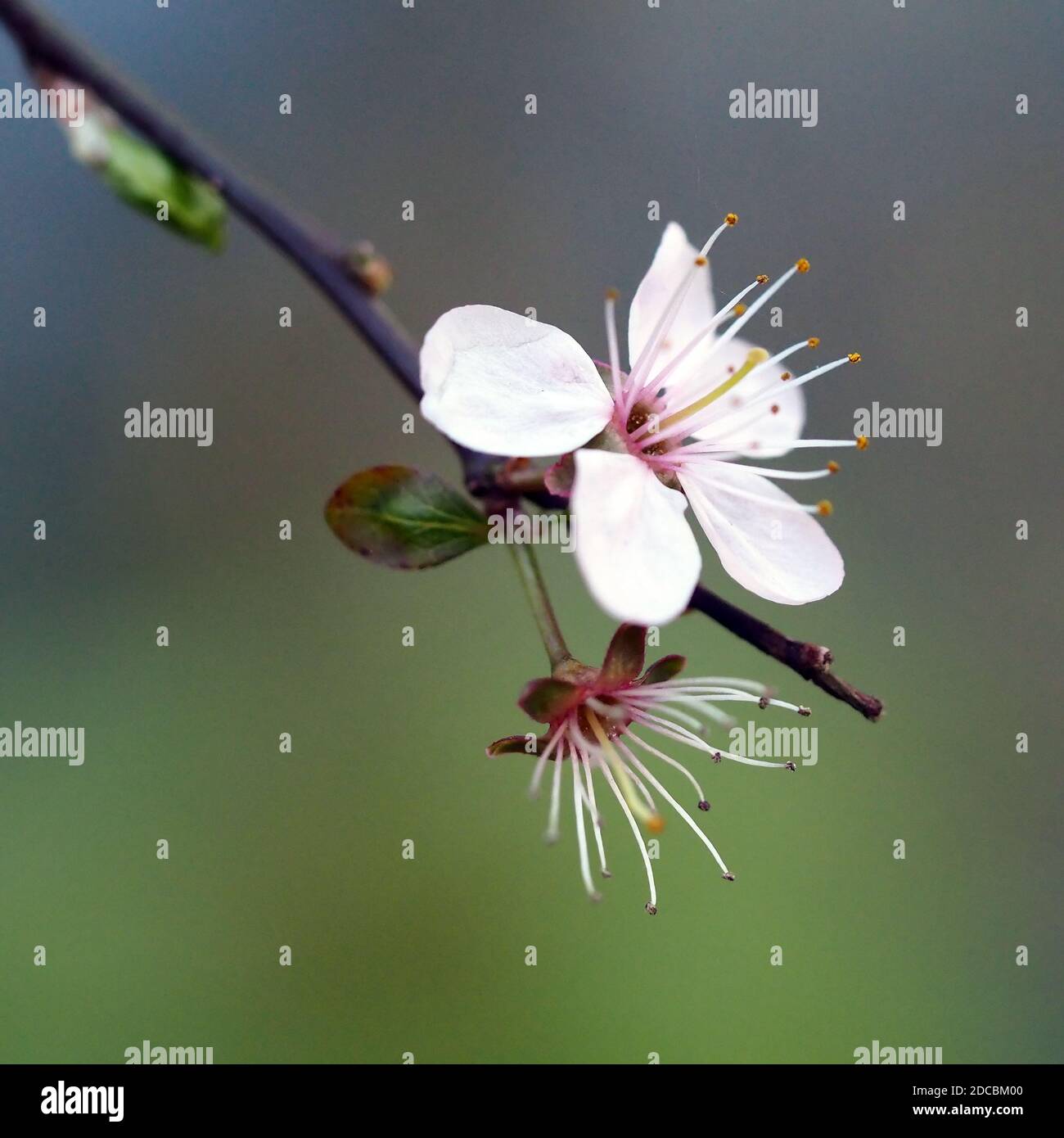 Spring Blossom 6 Stock Photo - Alamy