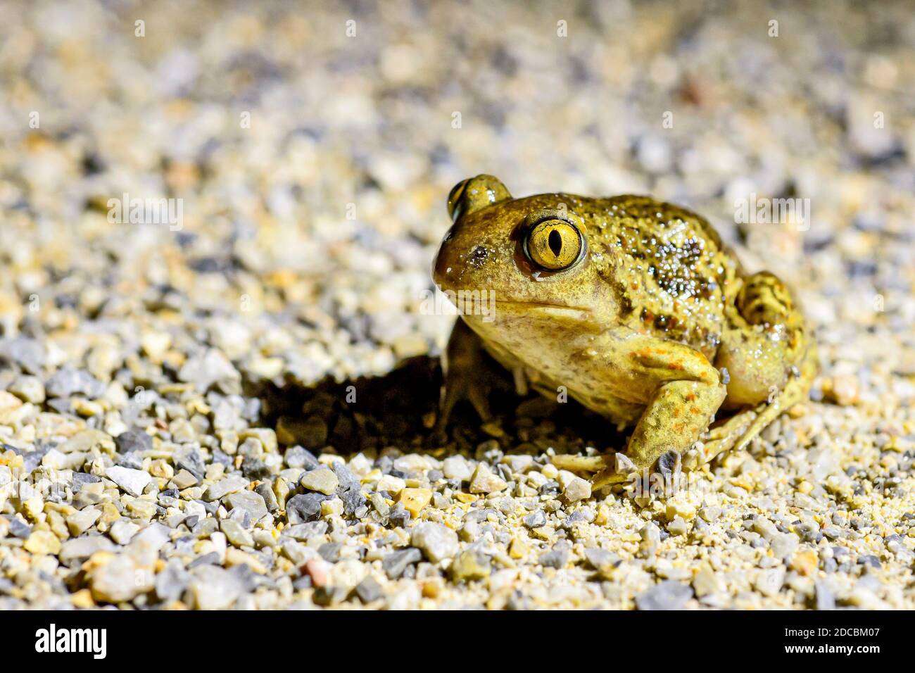 Spadefoot tadpole hi-res stock photography and images - Alamy Spadefoot tadpole hi-res stock photography and images - Alamy