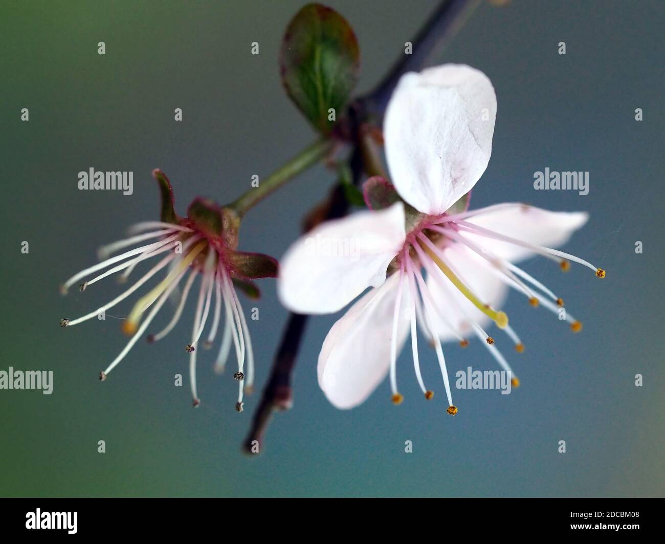 Spring Blossom 3 Stock Photo - Alamy