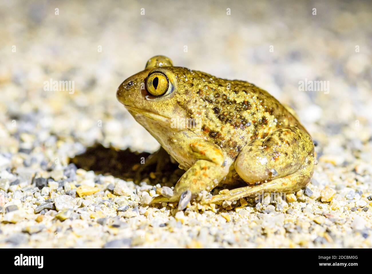 common Eurasian spadefoot toad (Pelobates fuscus Stock Photo - Alamy