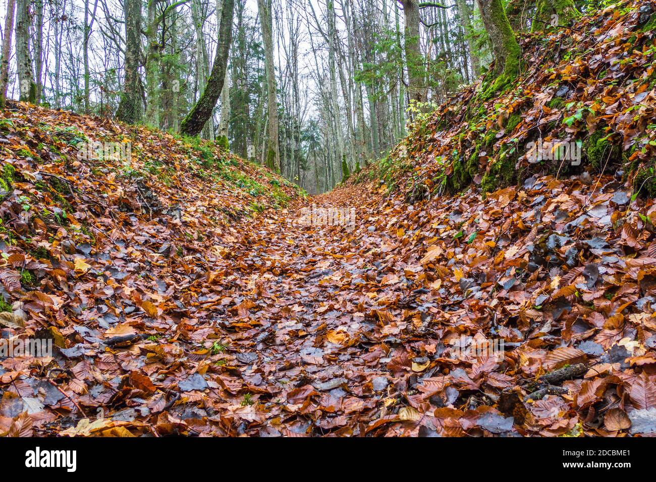 Sunshine forest path autumn hi-res stock photography and images - Alamy