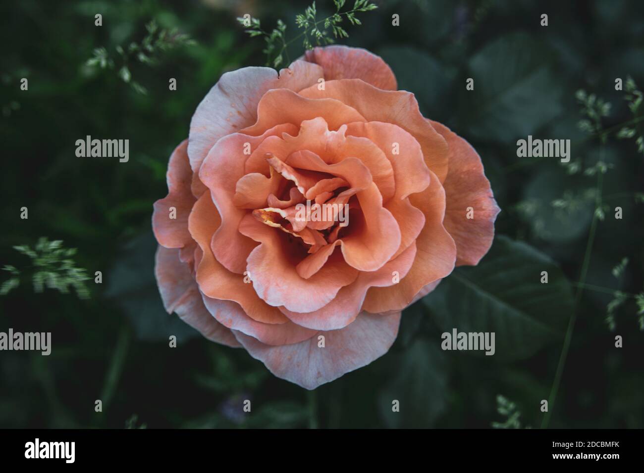 Rose summer of love hi-res stock photography and images - Alamy