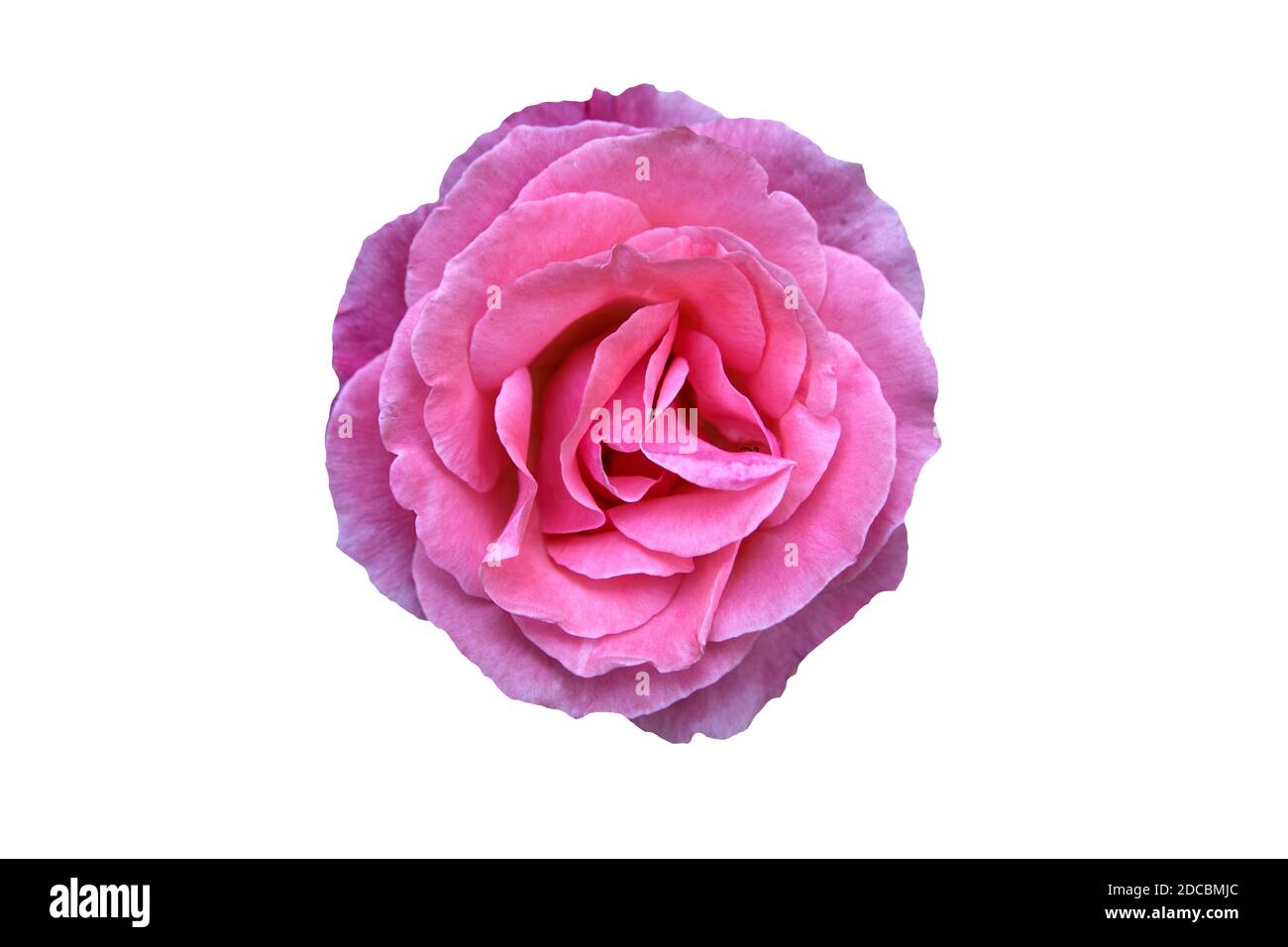 Beautiful colorful garden rose Cut Out Stock Images & Pictures - Alamy