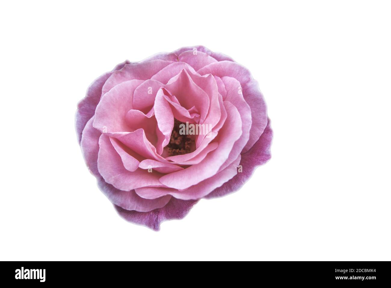 Beautiful colorful garden rose Cut Out Stock Images & Pictures - Alamy