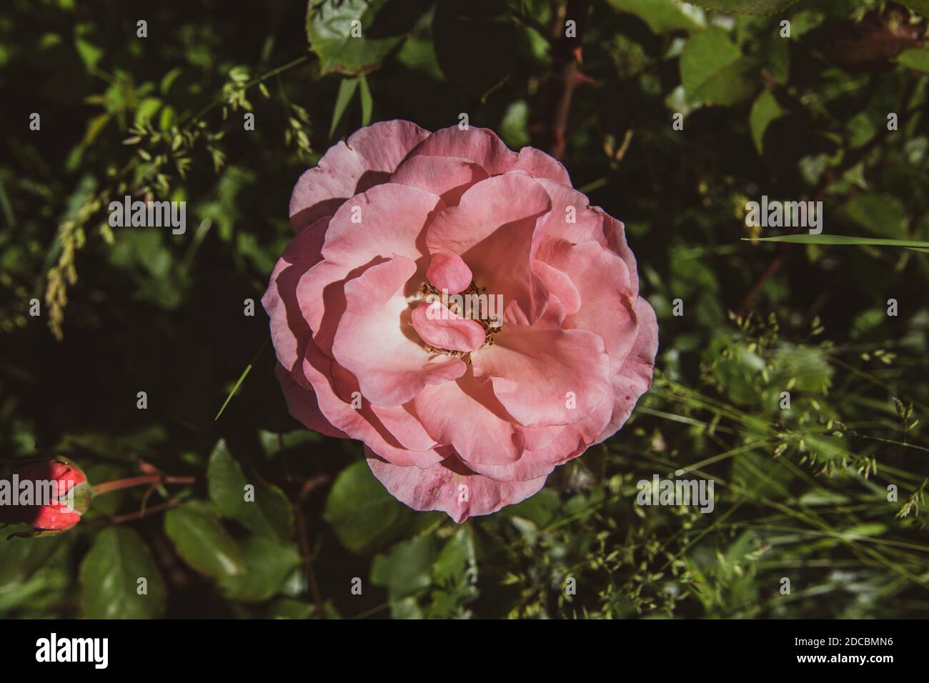 Beautiful summer rose hi-res stock photography and images - Alamy