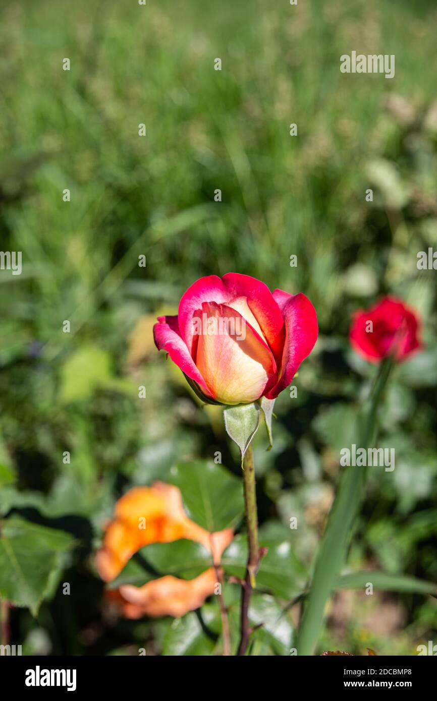 Beautiful summer rose hi-res stock photography and images - Alamy