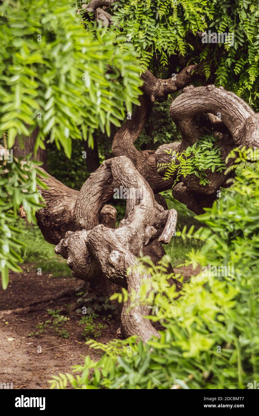 Interesting vegetation hi-res stock photography and images - Alamy