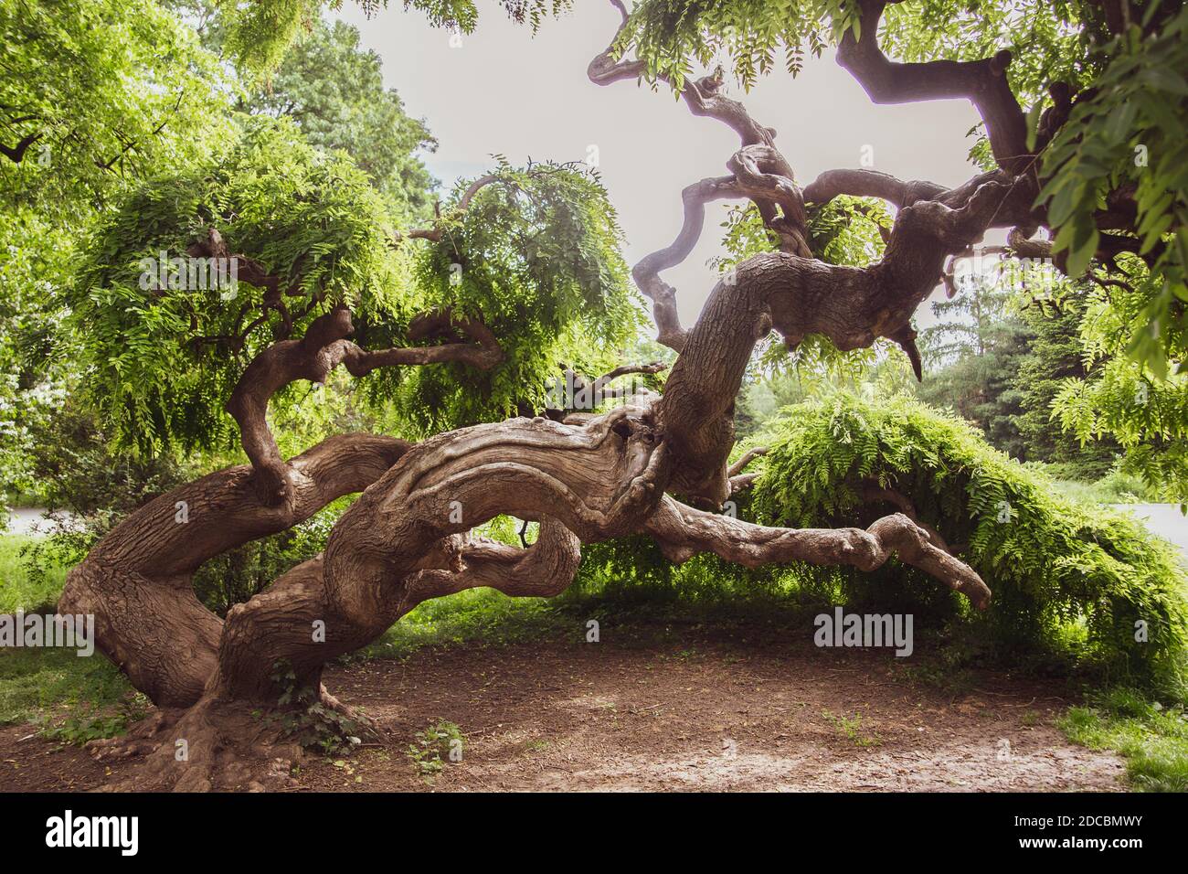 Interesting tree in the park in summer Stock Photo - Alamy