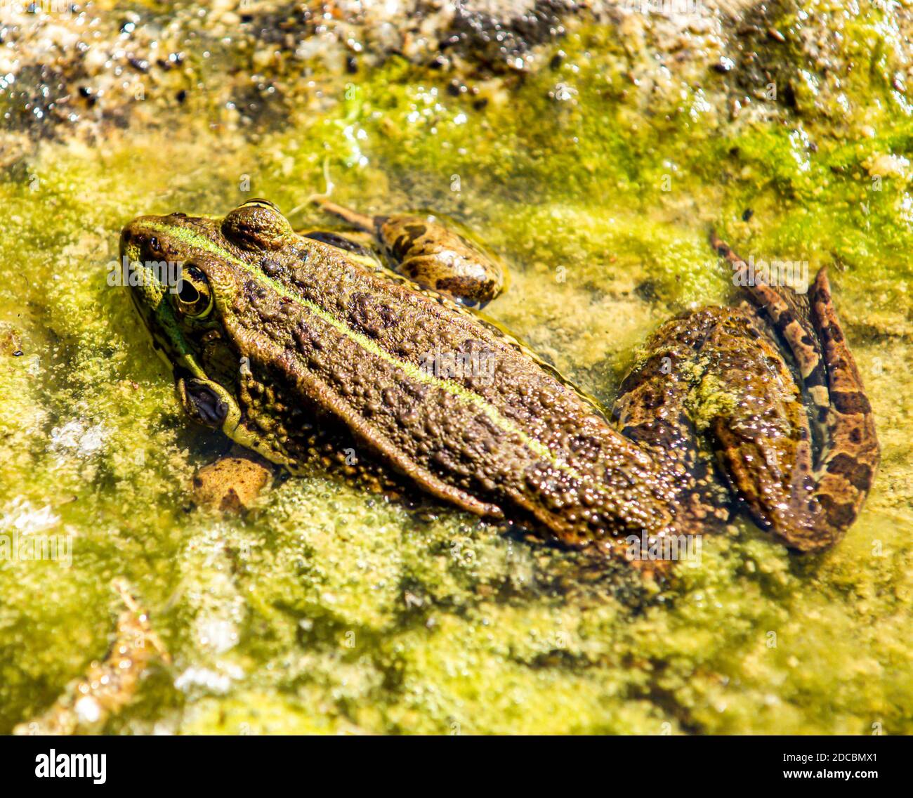 giant lake frog (Pelophylax ridibundus Stock Photo - Alamy