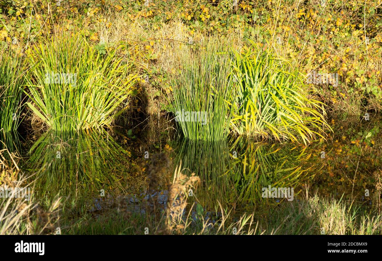 Clean wetland habitat example Stock Photo - Alamy