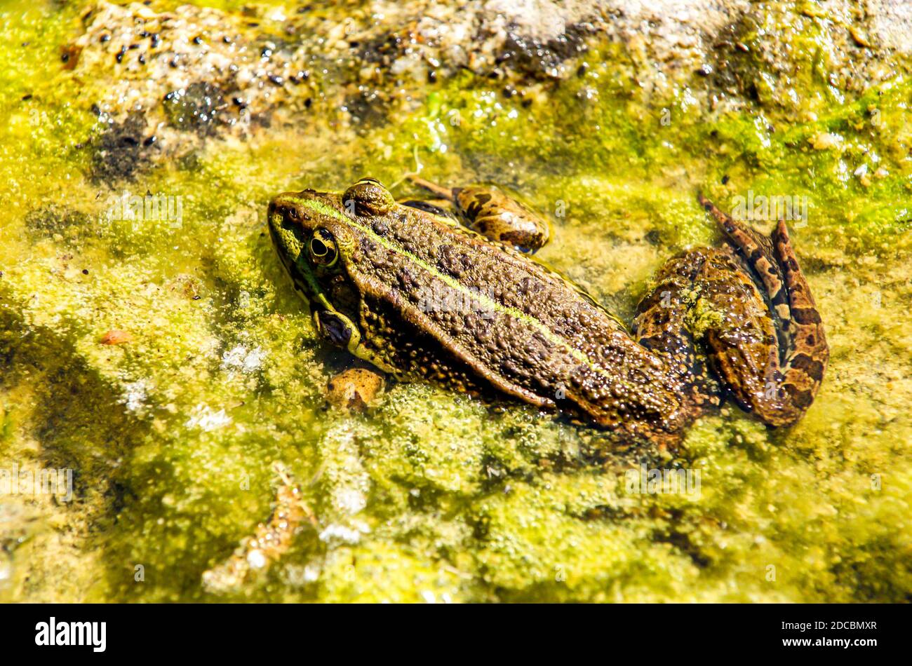 giant lake frog (Pelophylax ridibundus Stock Photo - Alamy