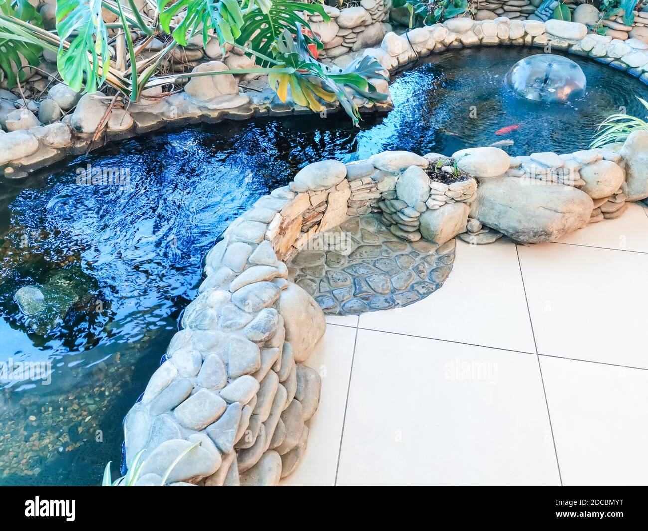 Gold fish aquarium top view hi-res stock photography and images - Alamy