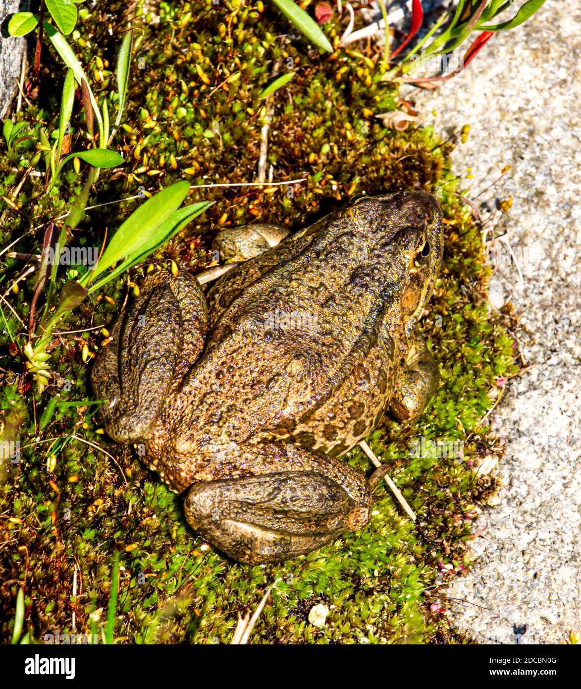 giant lake frog (Pelophylax ridibundus Stock Photo - Alamy
