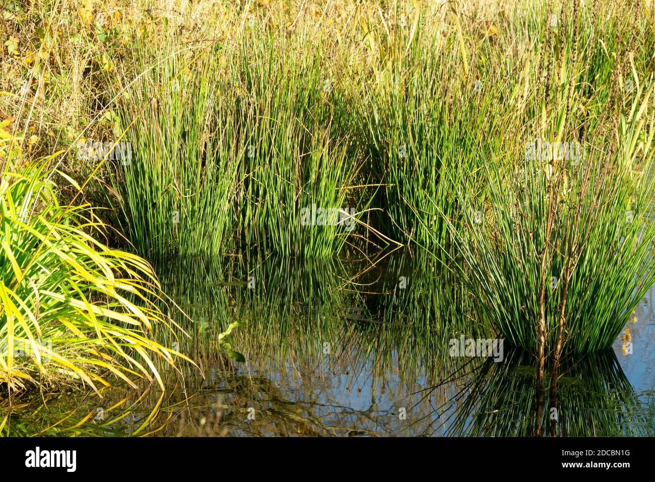 Clean wetland habitat example Stock Photo - Alamy