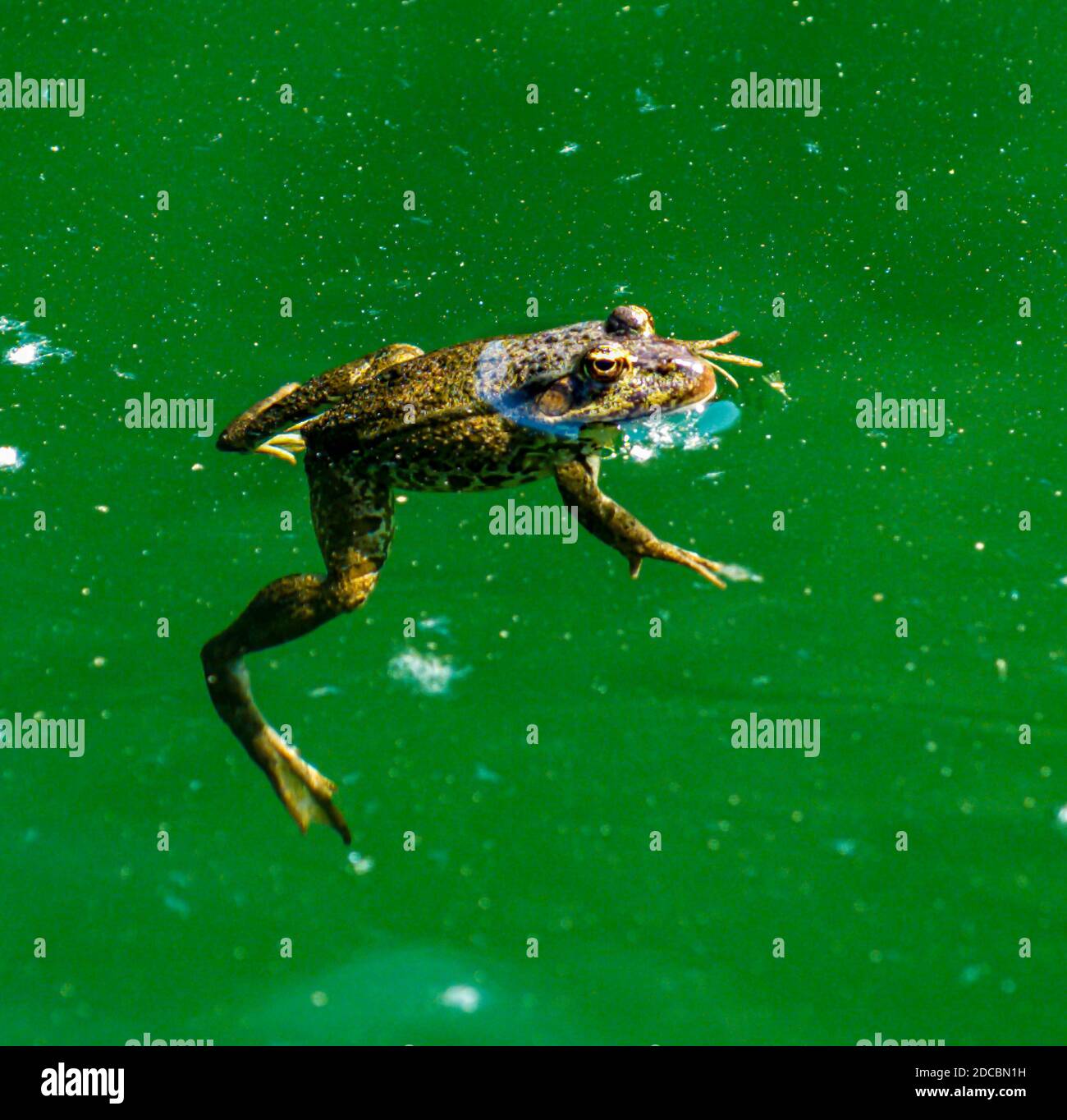 giant lake frog (Pelophylax ridibundus Stock Photo - Alamy