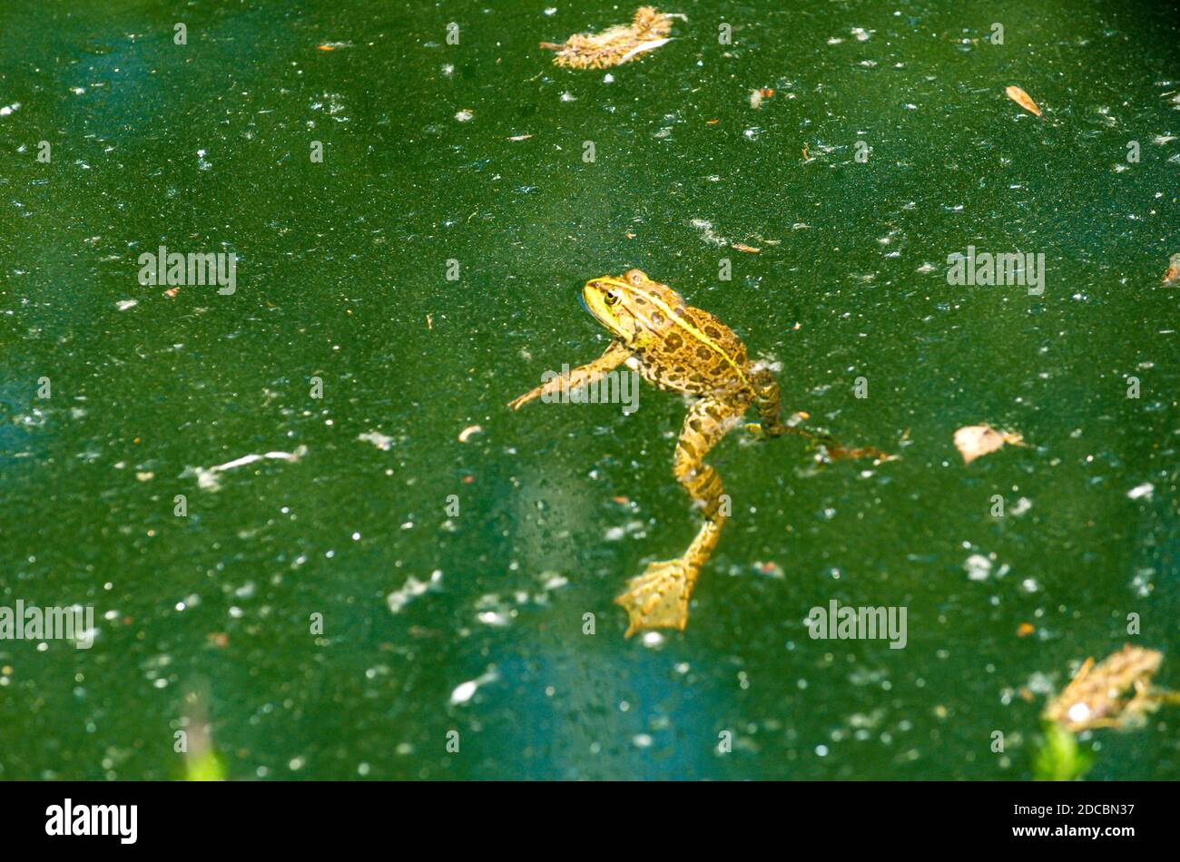giant lake frog (Pelophylax ridibundus Stock Photo - Alamy
